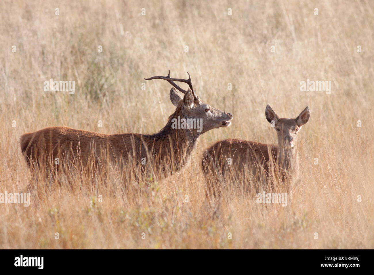 Stag and hind hi-res stock photography and images - Alamy