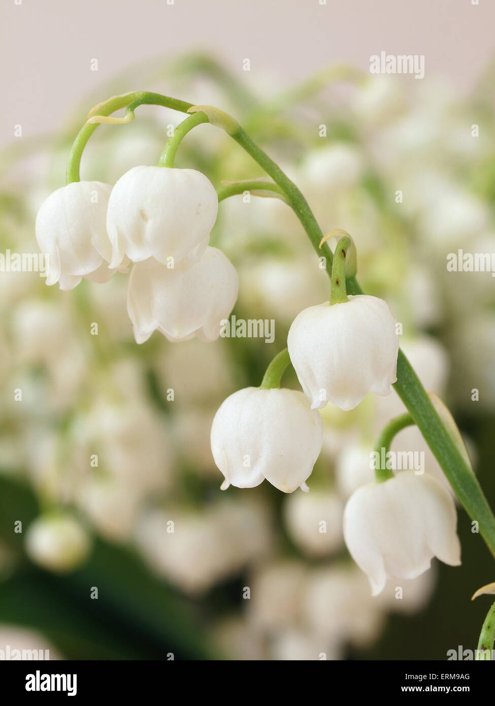 Lily of the valley flowers Stock Photo - Alamy