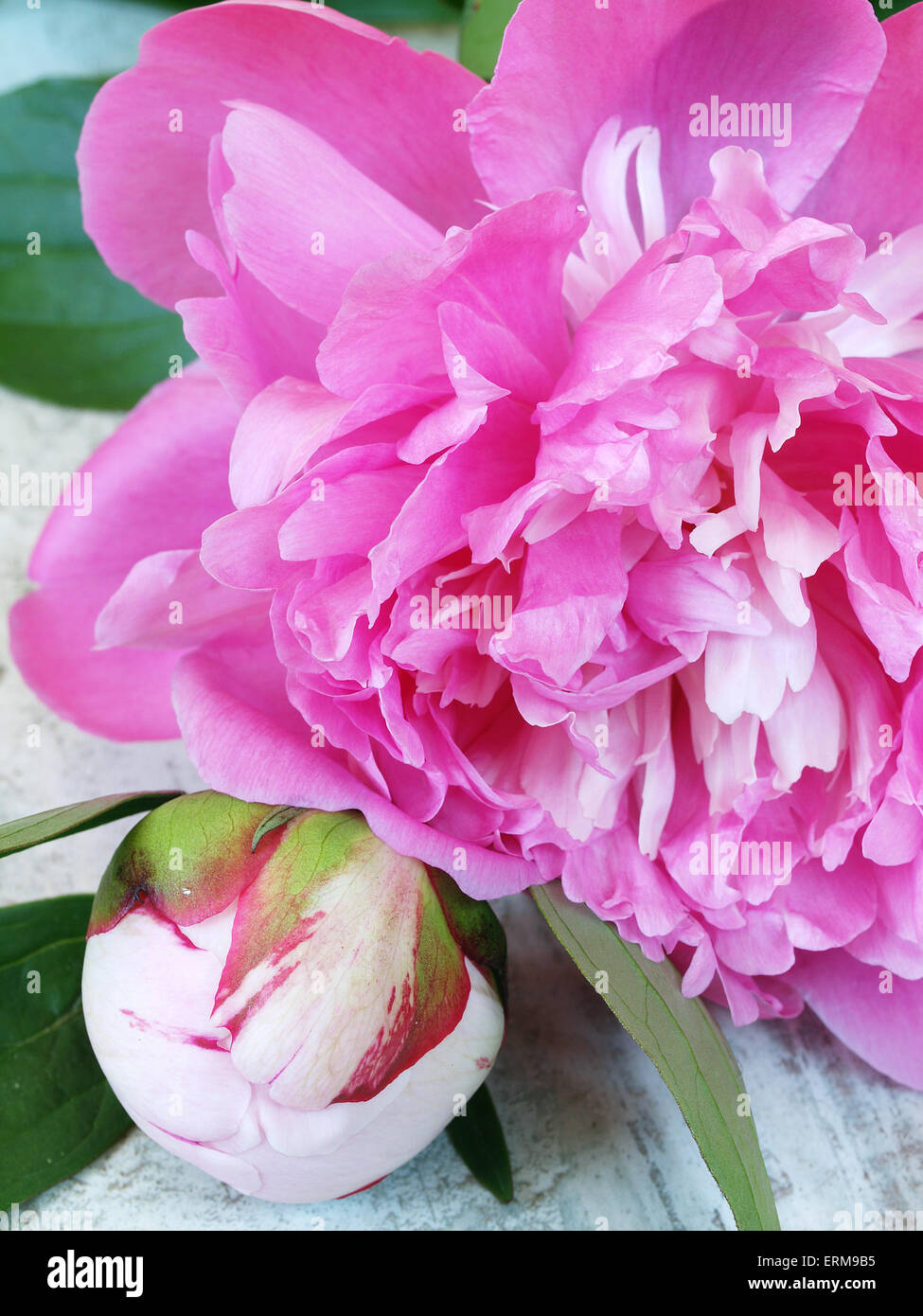 Flowers pink color peony hi-res stock photography and images - Alamy