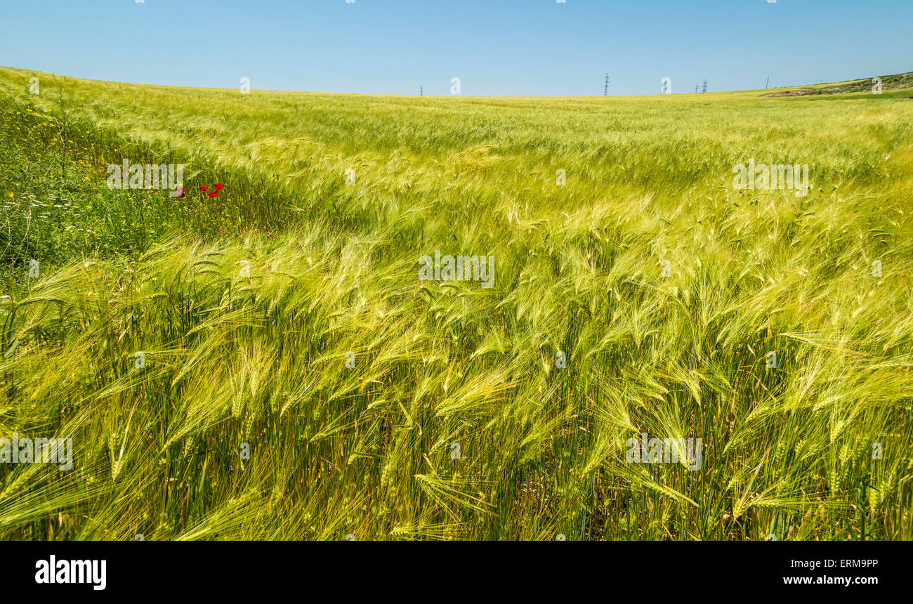 Field cultivated land hi-res stock photography and images - Alamy