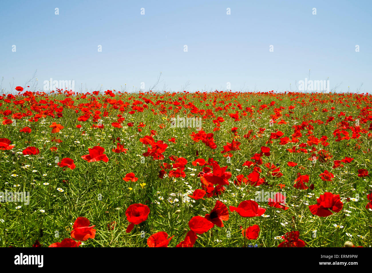 Red poppies field Stock Photo - Alamy