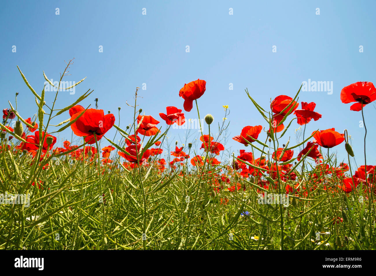 Red poppies field Stock Photo - Alamy