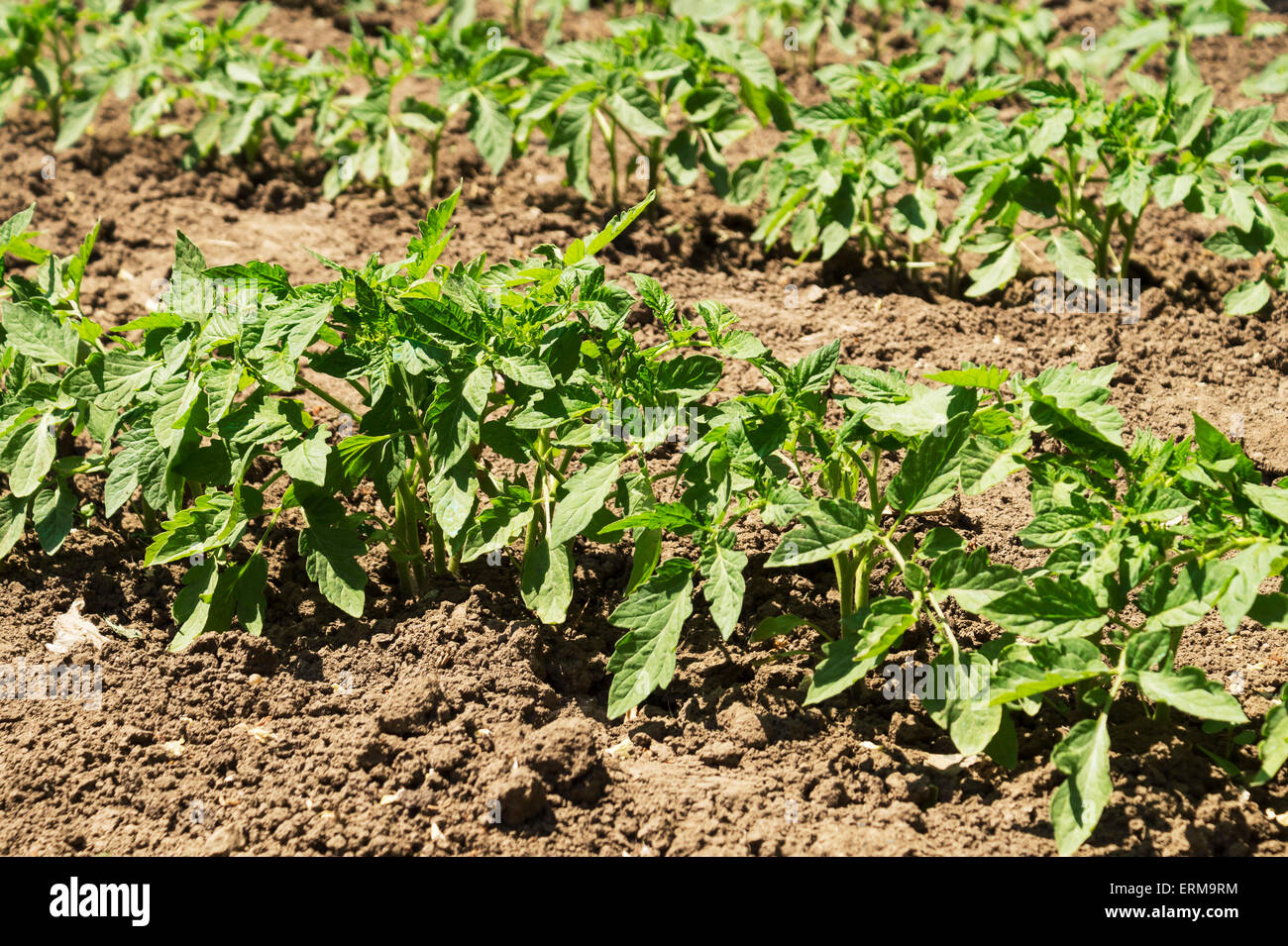 Tomato plants growing in the garden Stock Photo - Alamy