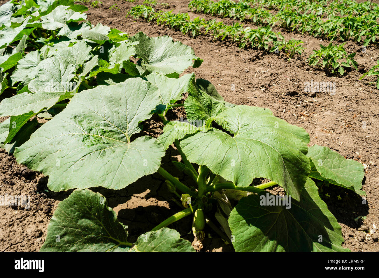 Cultivated garden.Marrow's bush growing in the garden Stock Photo - Alamy