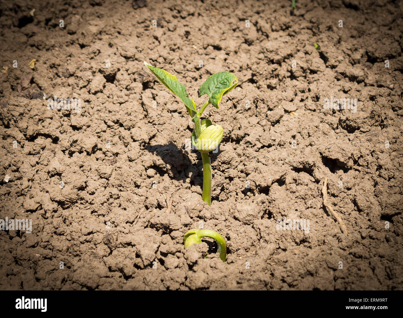 Seedling beans .Young sprout rising in the garden Stock Photo - Alamy