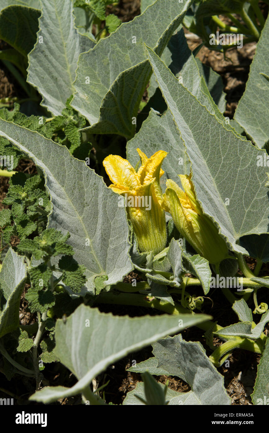 Wild Gourd High Resolution Stock Photography and Images - Alamy
