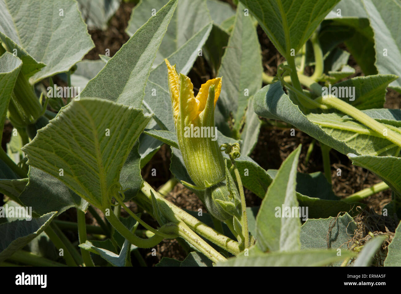 Wild Gourd High Resolution Stock Photography and Images - Alamy