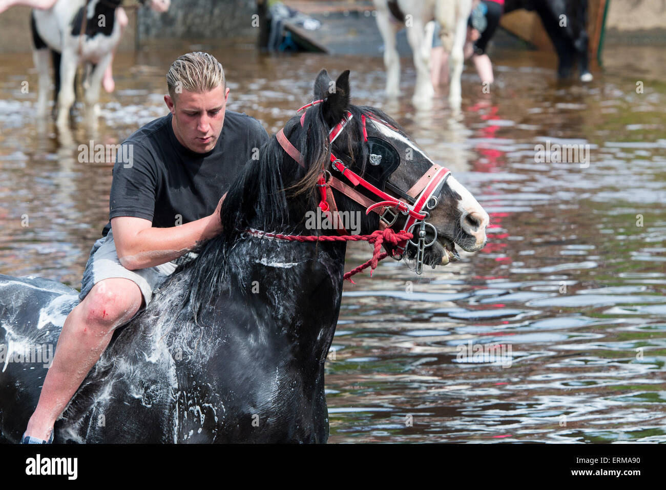 Appleby, Cumbria, UK. 04th June, 2015. Horses being washed / ridden in ...