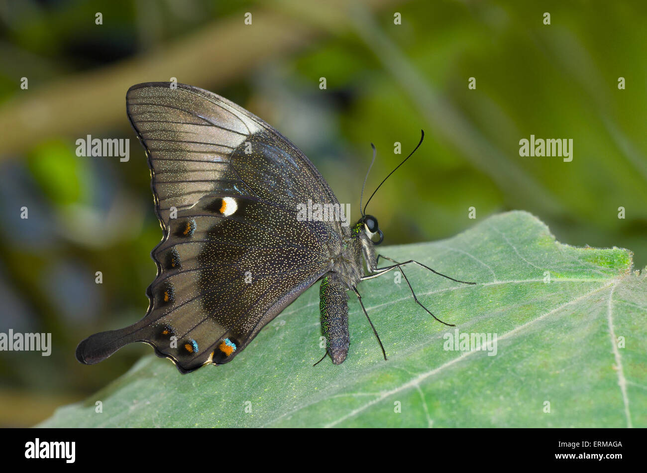 Beautiful proportion hi-res stock photography and images - Alamy