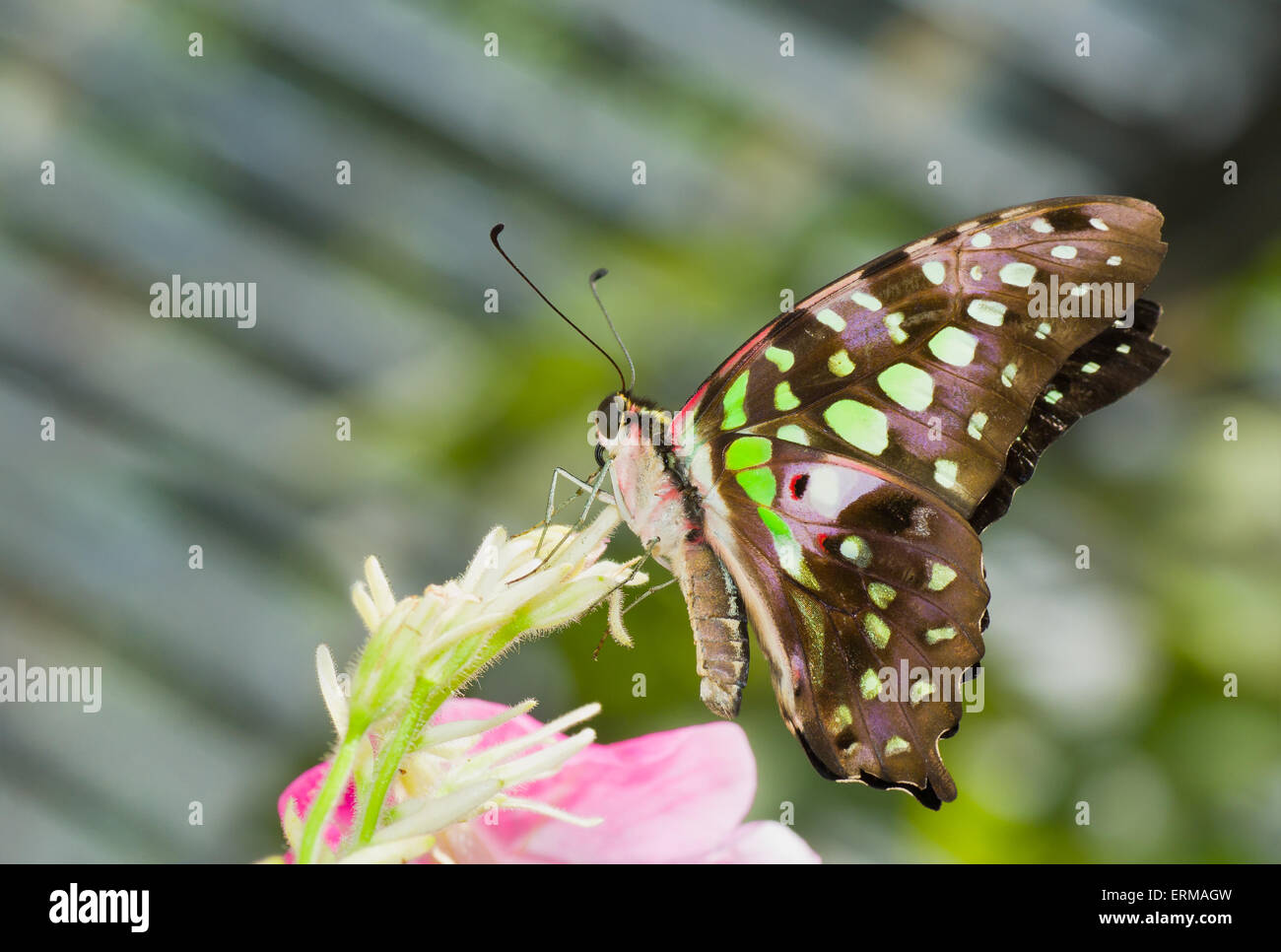 Beautiful proportion hi-res stock photography and images - Alamy