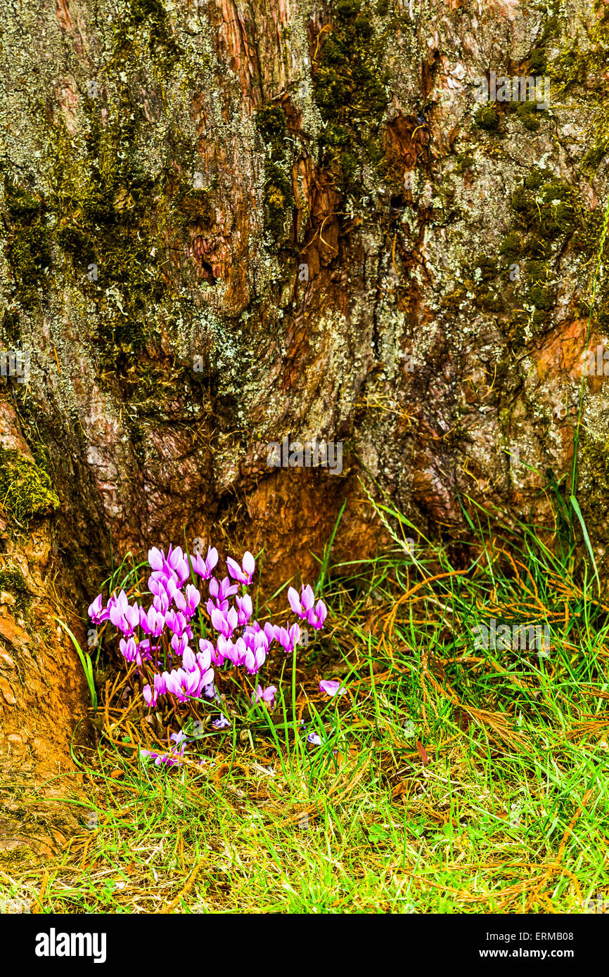 A Cyclamen in a cool corner by a tree trunk Stock Photo - Alamy