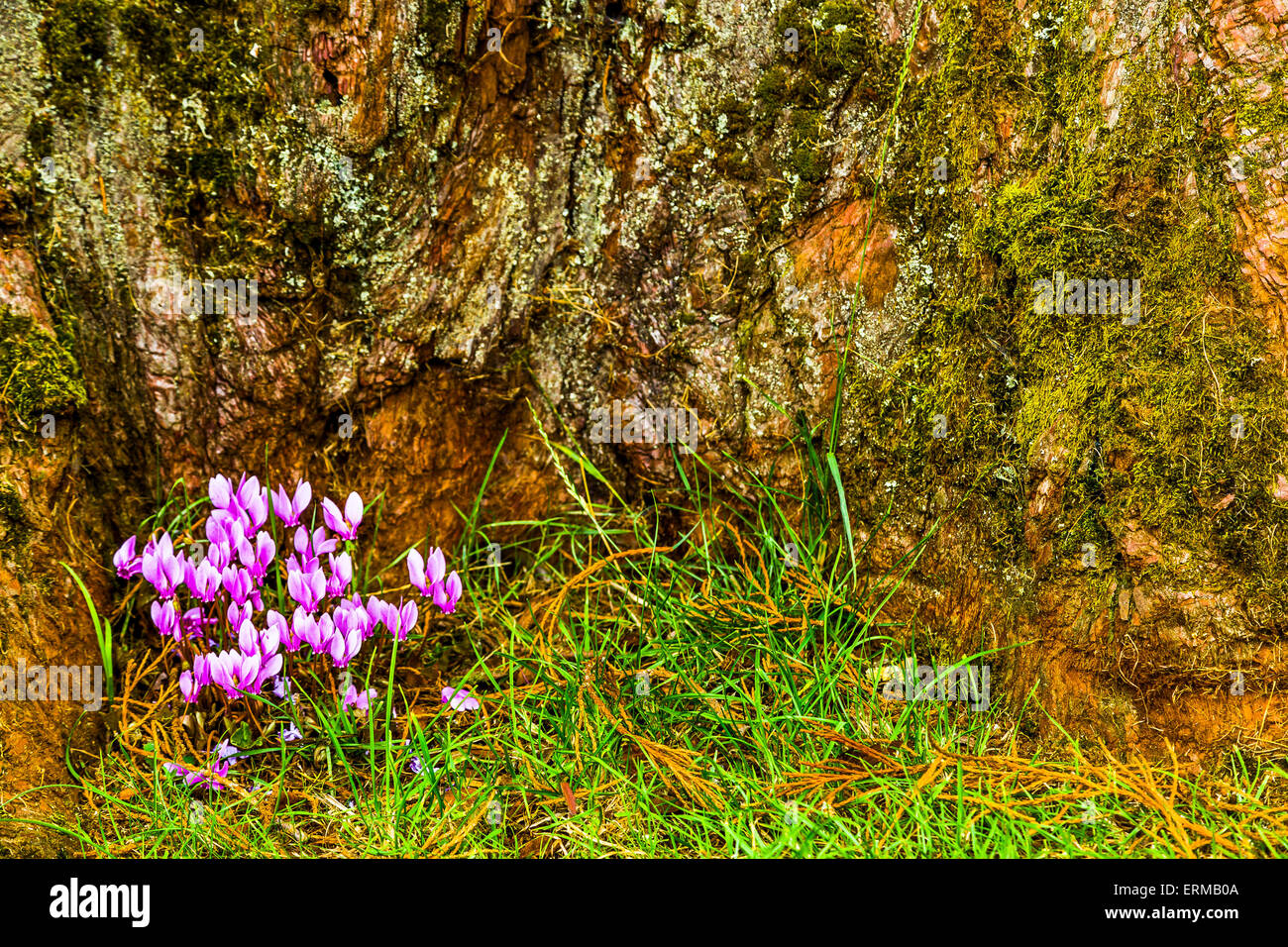 Crocuses in woodland Stock Photo - Alamy