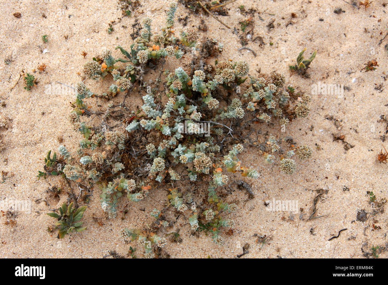 Polycarpaea nivea, Caryophyllaceae. Corellajo NP Dunes, Fuerteventura ...