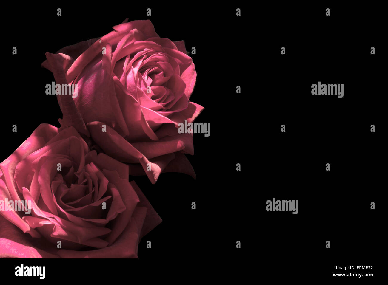 Red rose isolated on black Stock Photo - Alamy