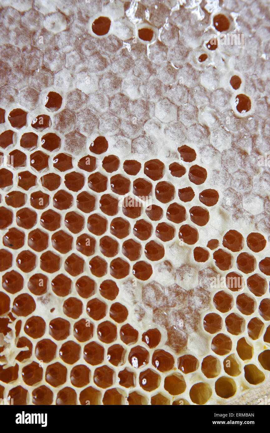 Honeycomb arrangement hi-res stock photography and images - Alamy