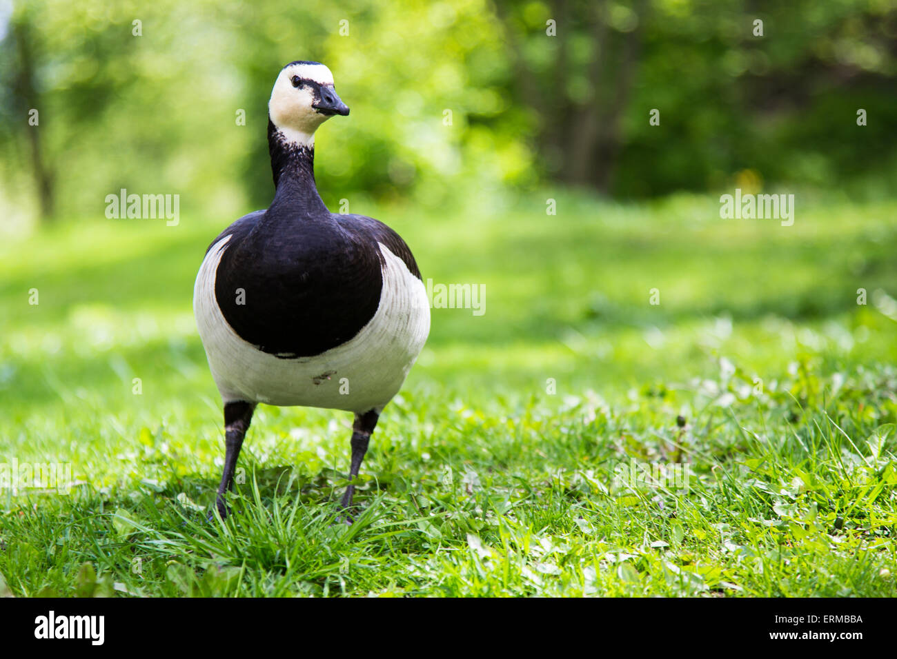 Goose grass hi-res stock photography and images - Alamy
