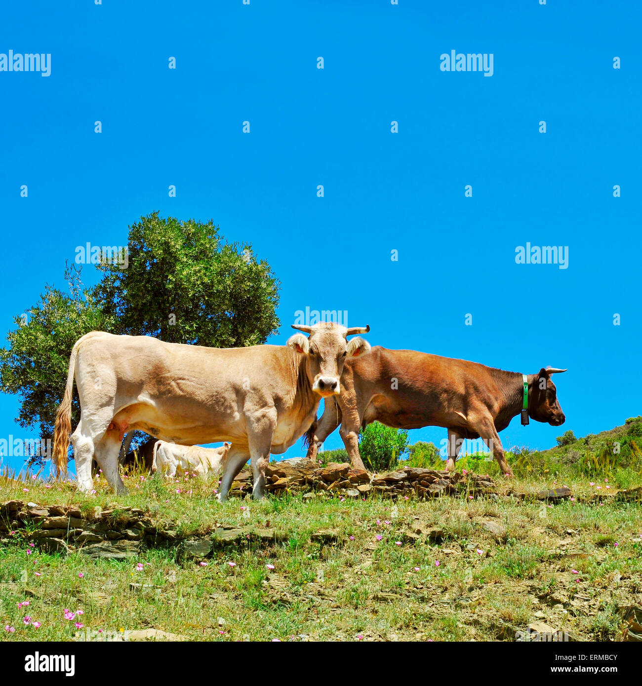 some brown cows grazing free in the countryside in Spain Stock Photo ...