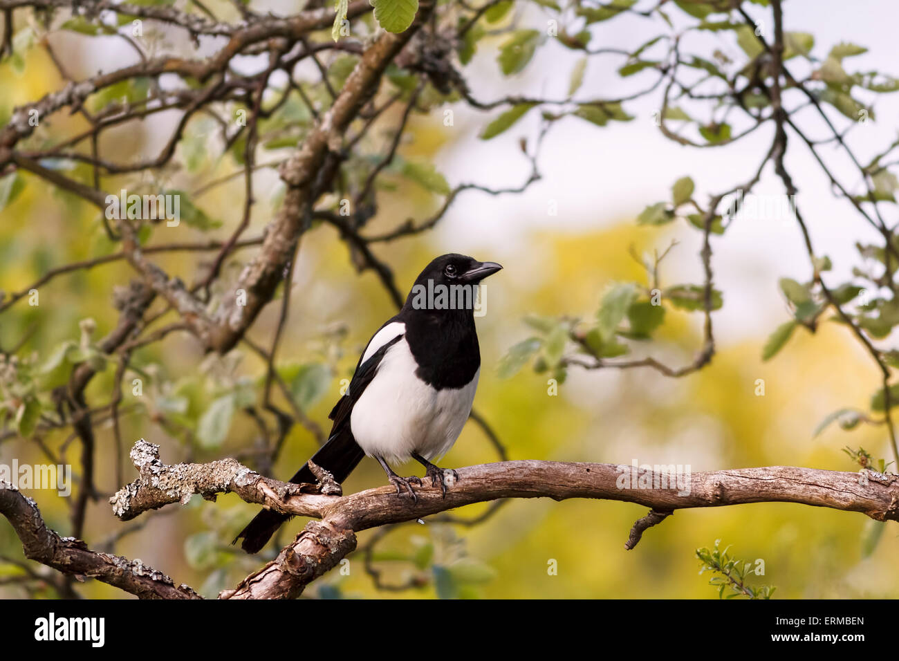 Eurasian magpie european magpie common hi-res stock photography and ...
