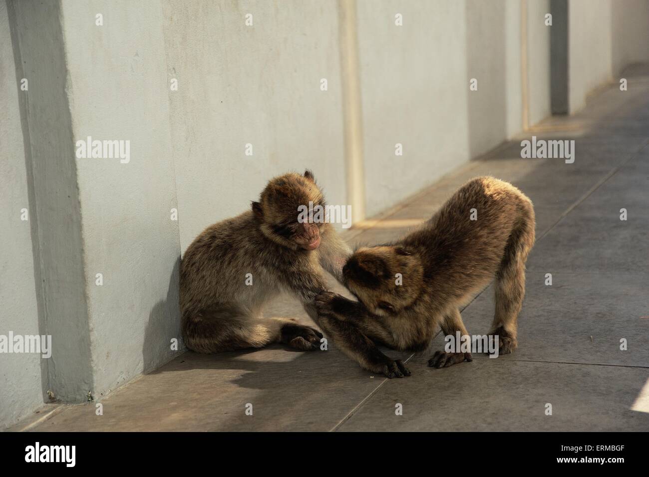 Macaque monkeys rock play hi-res stock photography and images - Alamy