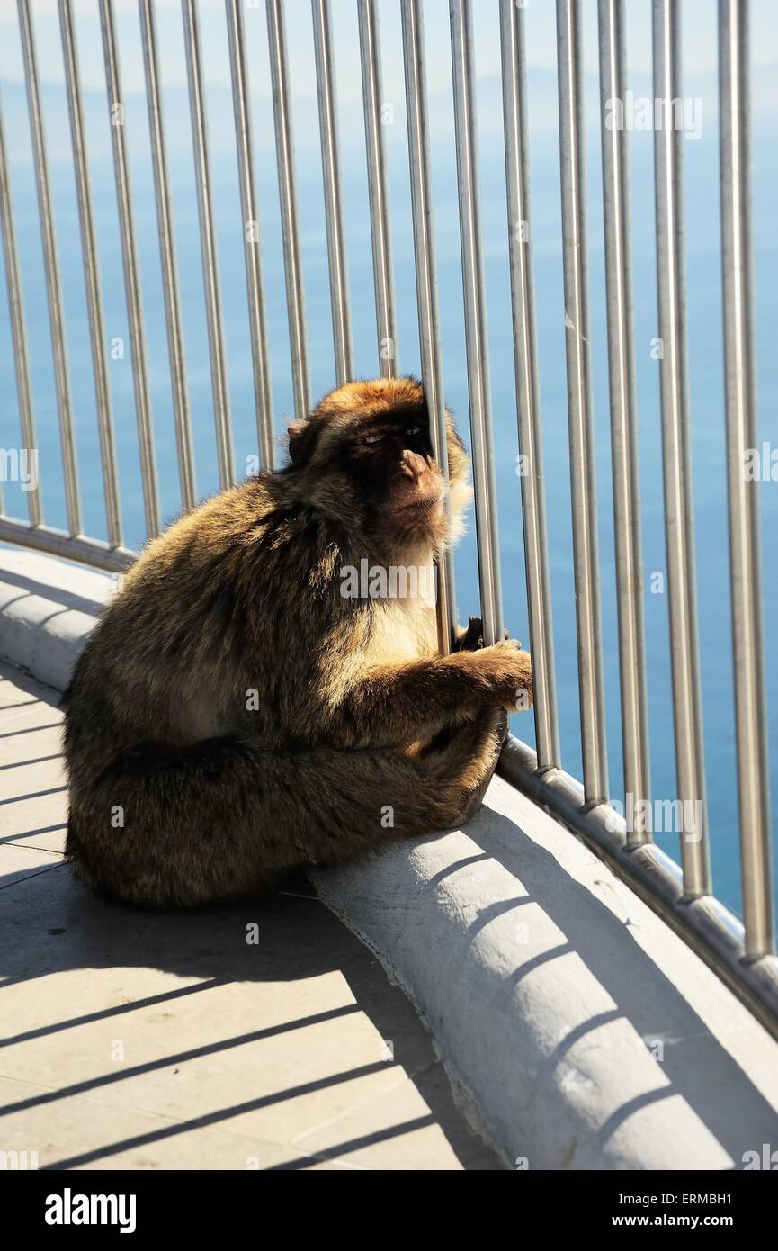 Sunbathing by the Railings Stock Photo - Alamy