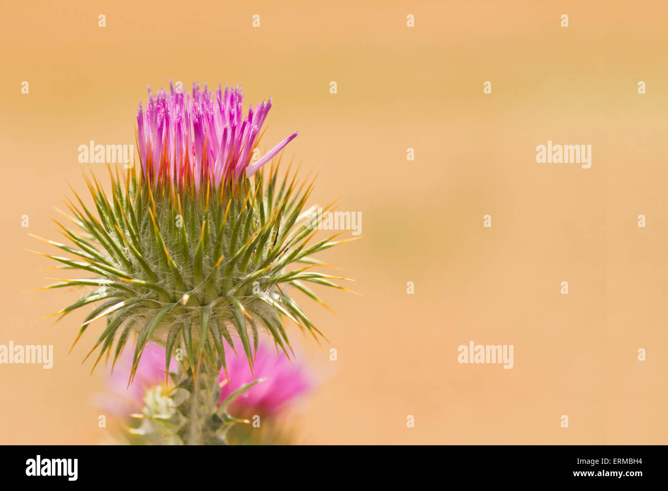 Sand thistle hi-res stock photography and images - Alamy