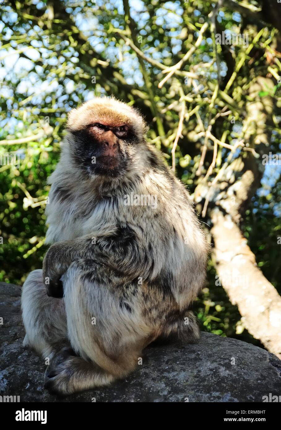 Barbary macaque in a tree Stock Photo - Alamy