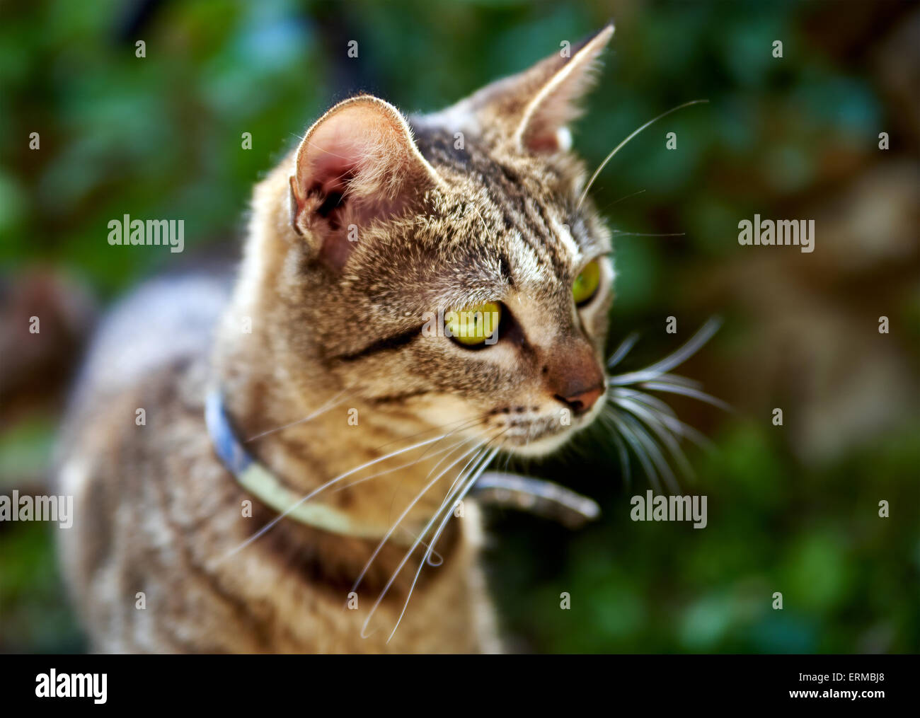 Domestic cat with green eyes and concerned face Stock Photo - Alamy