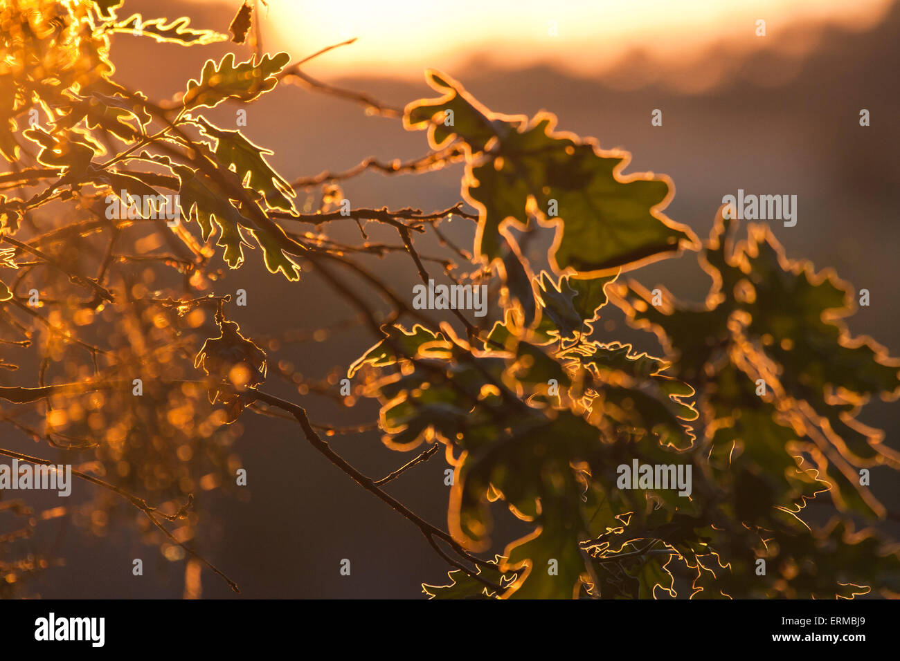 Oak tree leaves at sunset Stock Photo - Alamy