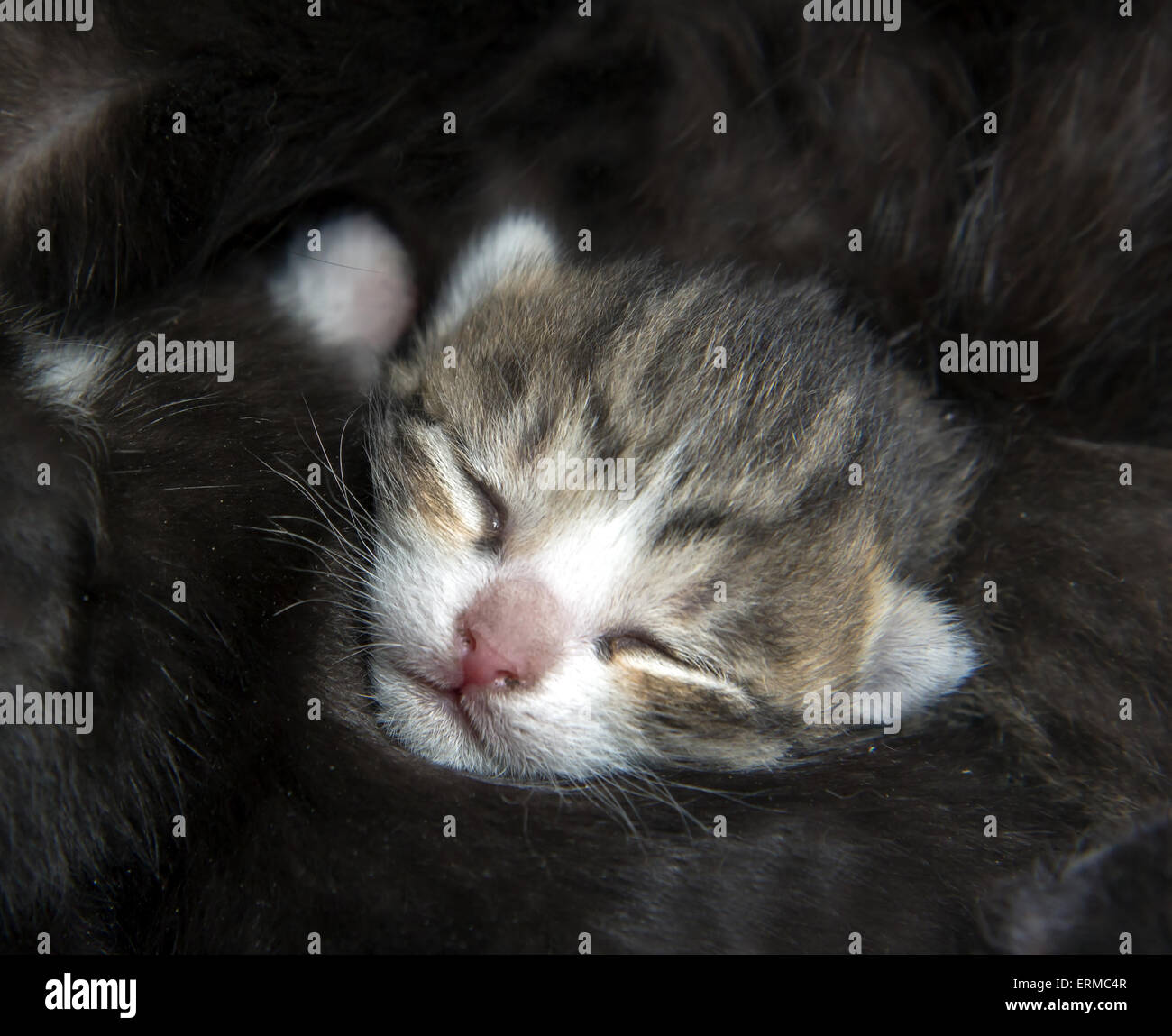 kitten lying in a huddle kittens Stock Photo - Alamy