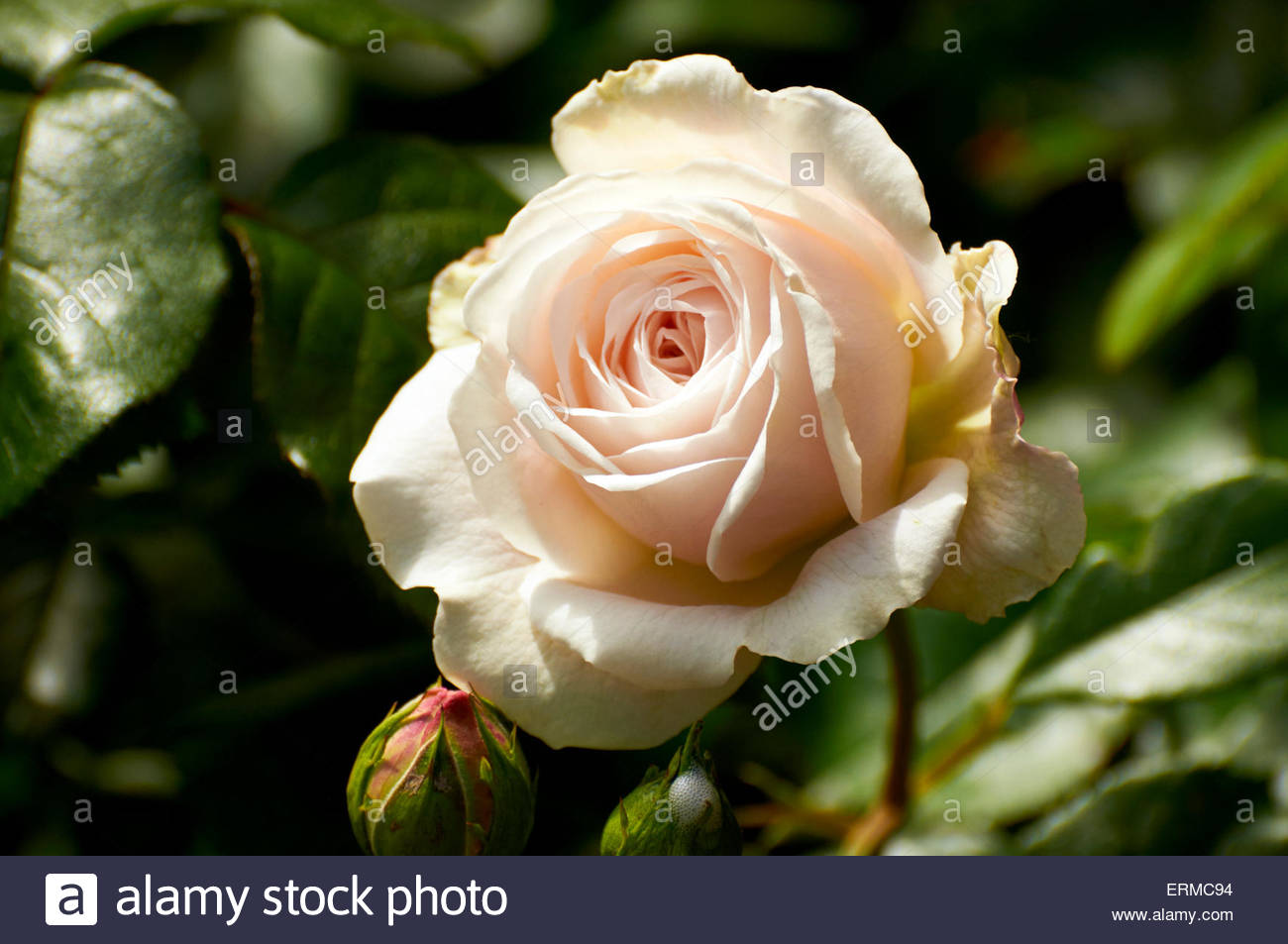 Rosa Claire Rose Rose High Resolution Stock Photography and Images - Alamy