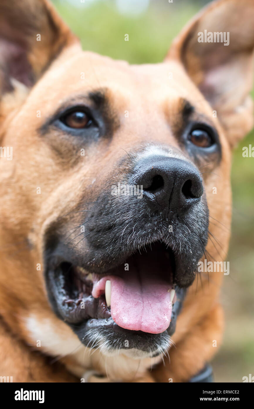 Close up from a dog Stock Photo - Alamy