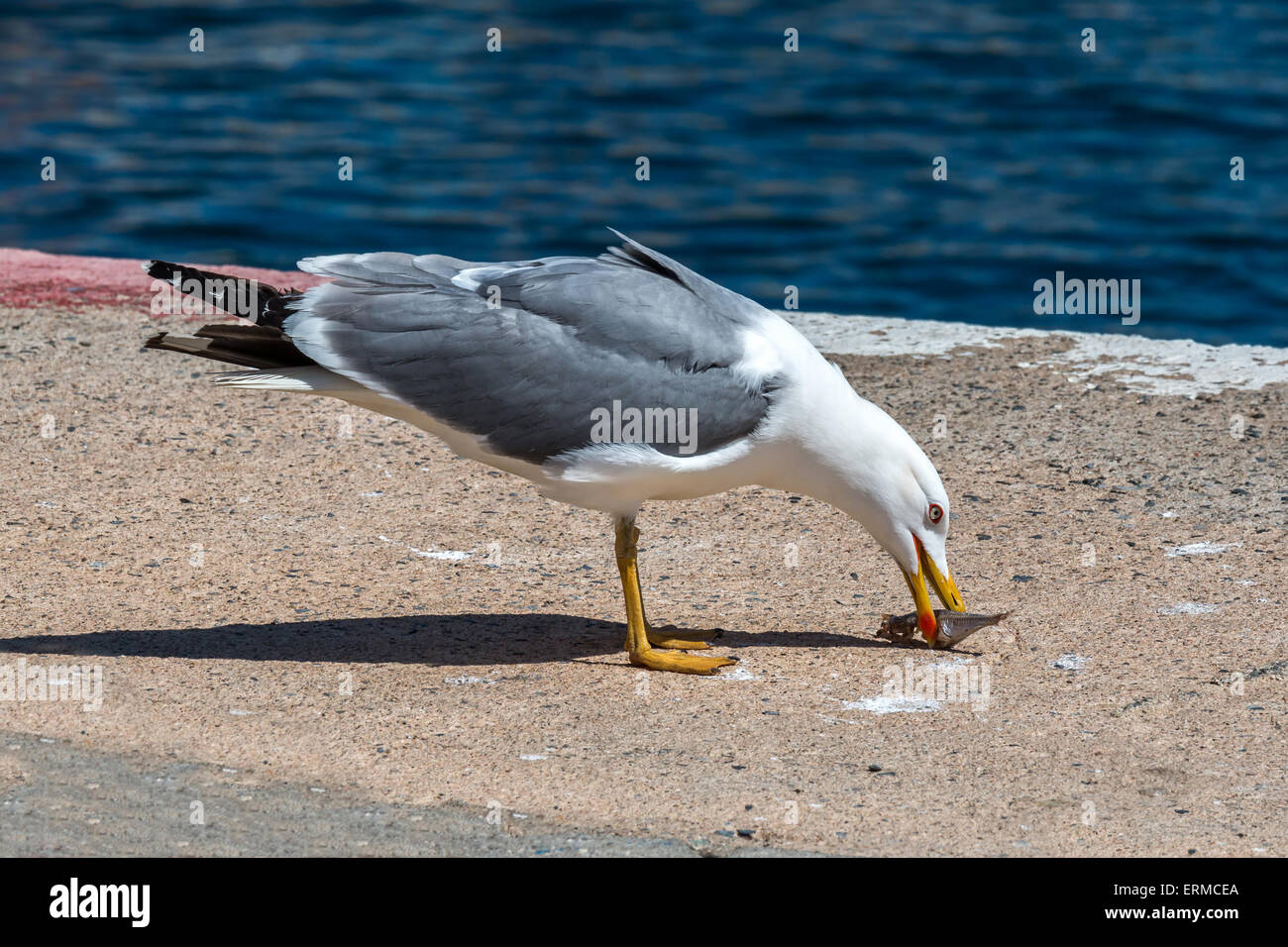 Seagull gracefully poses for a photo Stock Photo - Alamy