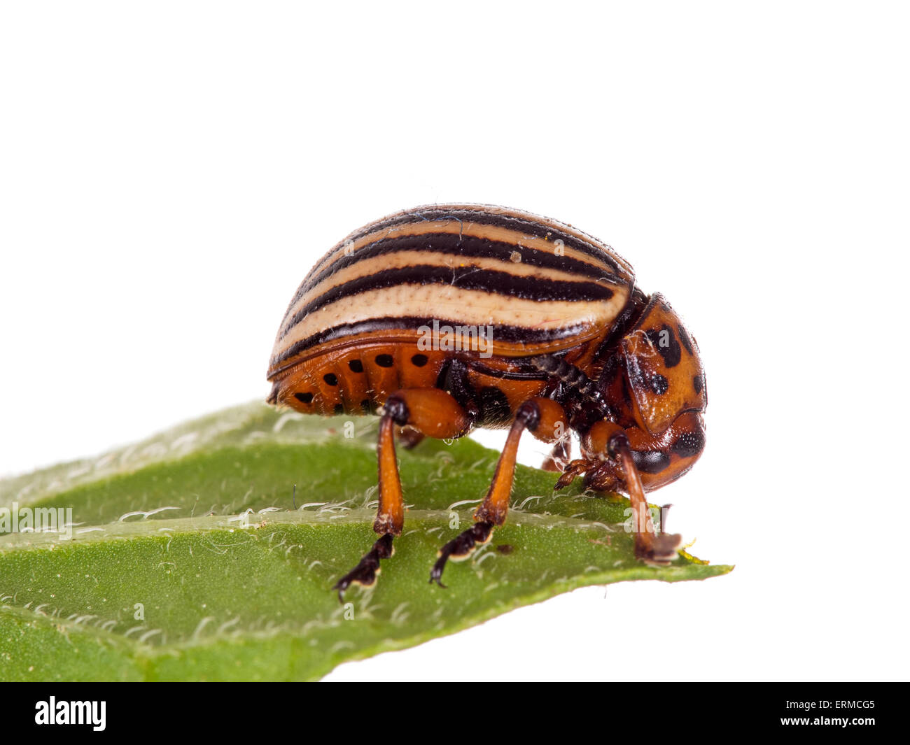 Leptinotarsa decemlineata, Colorado potato beetle feeding on potato ...