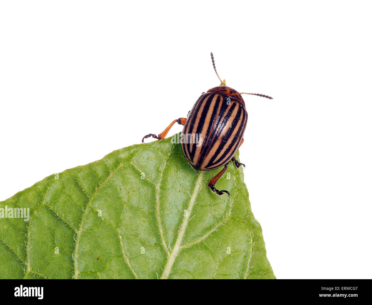 Leptinotarsa hi-res stock photography and images - Alamy