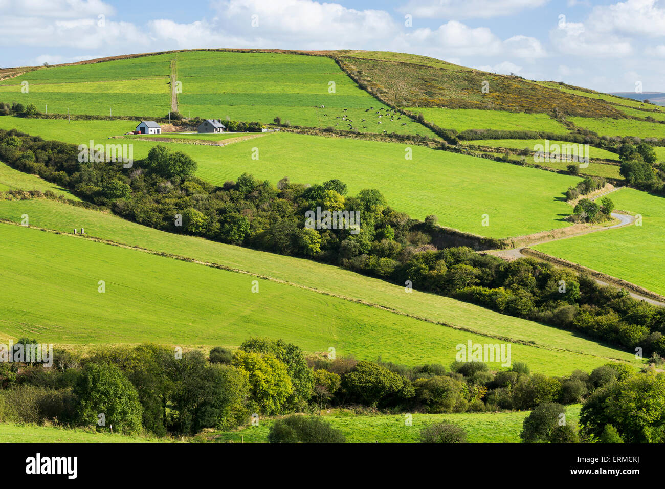 Lush green hilly pastures with trees separating fields and blue sky and ...
