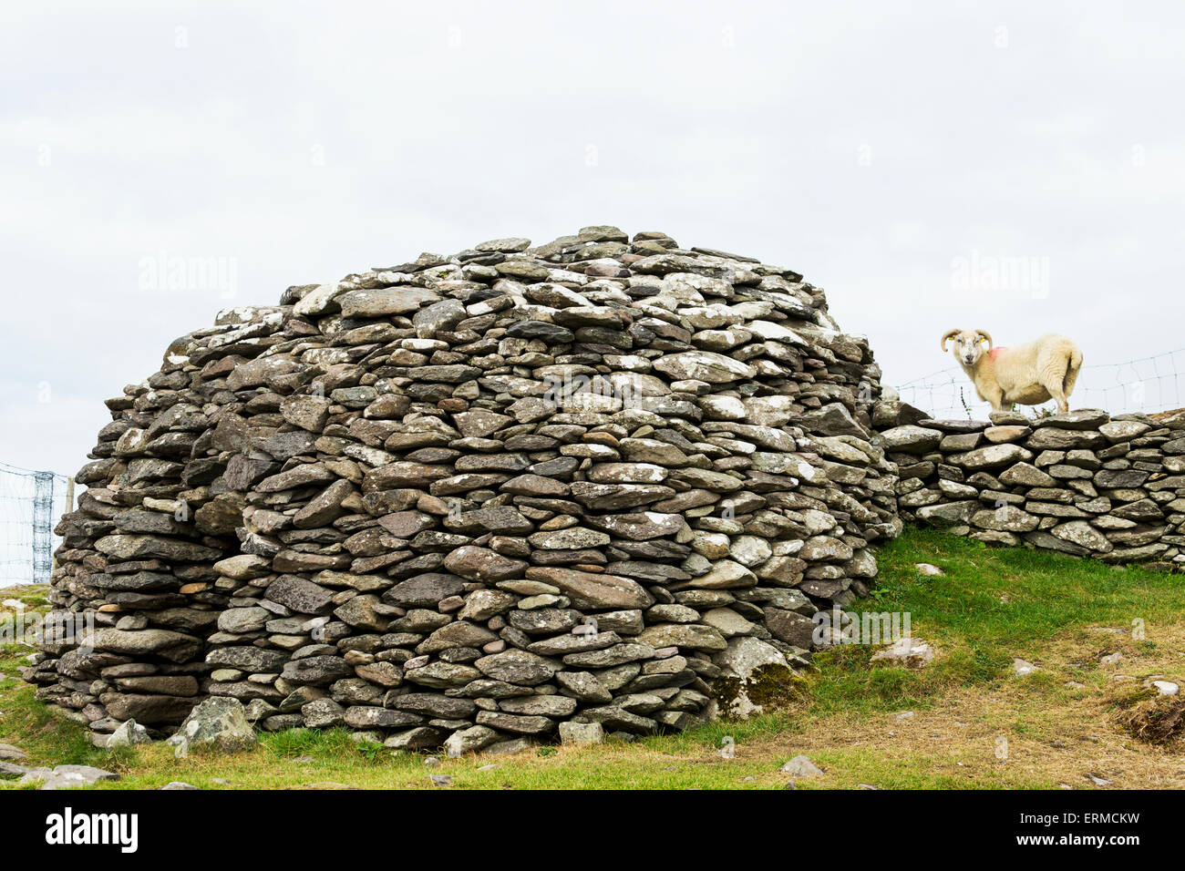 Bee hive stone structure with ram on stone fence; Dingle, County Kerry ...