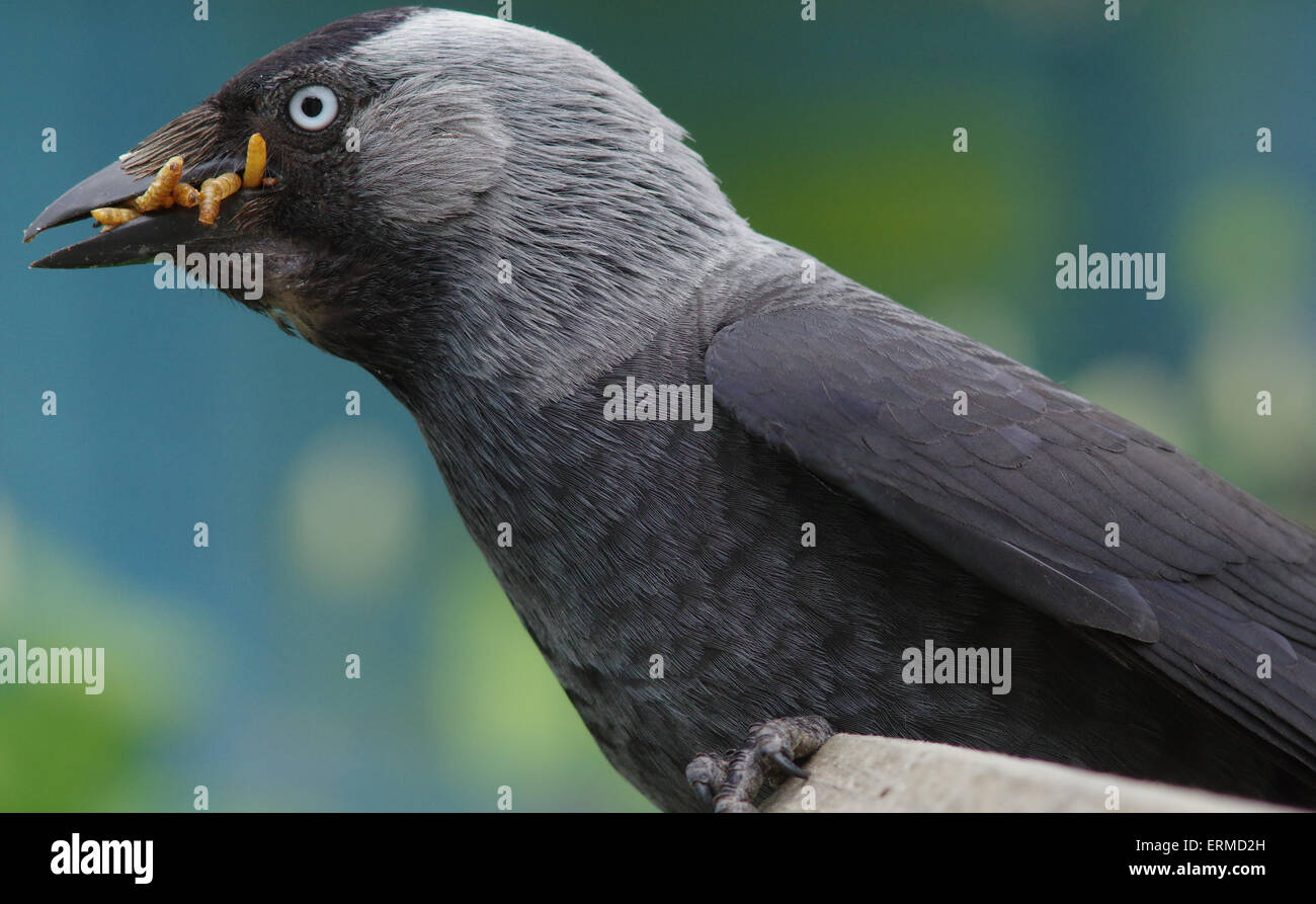 Side view jackdaw hi-res stock photography and images - Alamy
