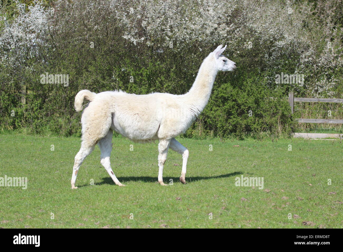 Sheared llama hi-res stock photography and images - Alamy