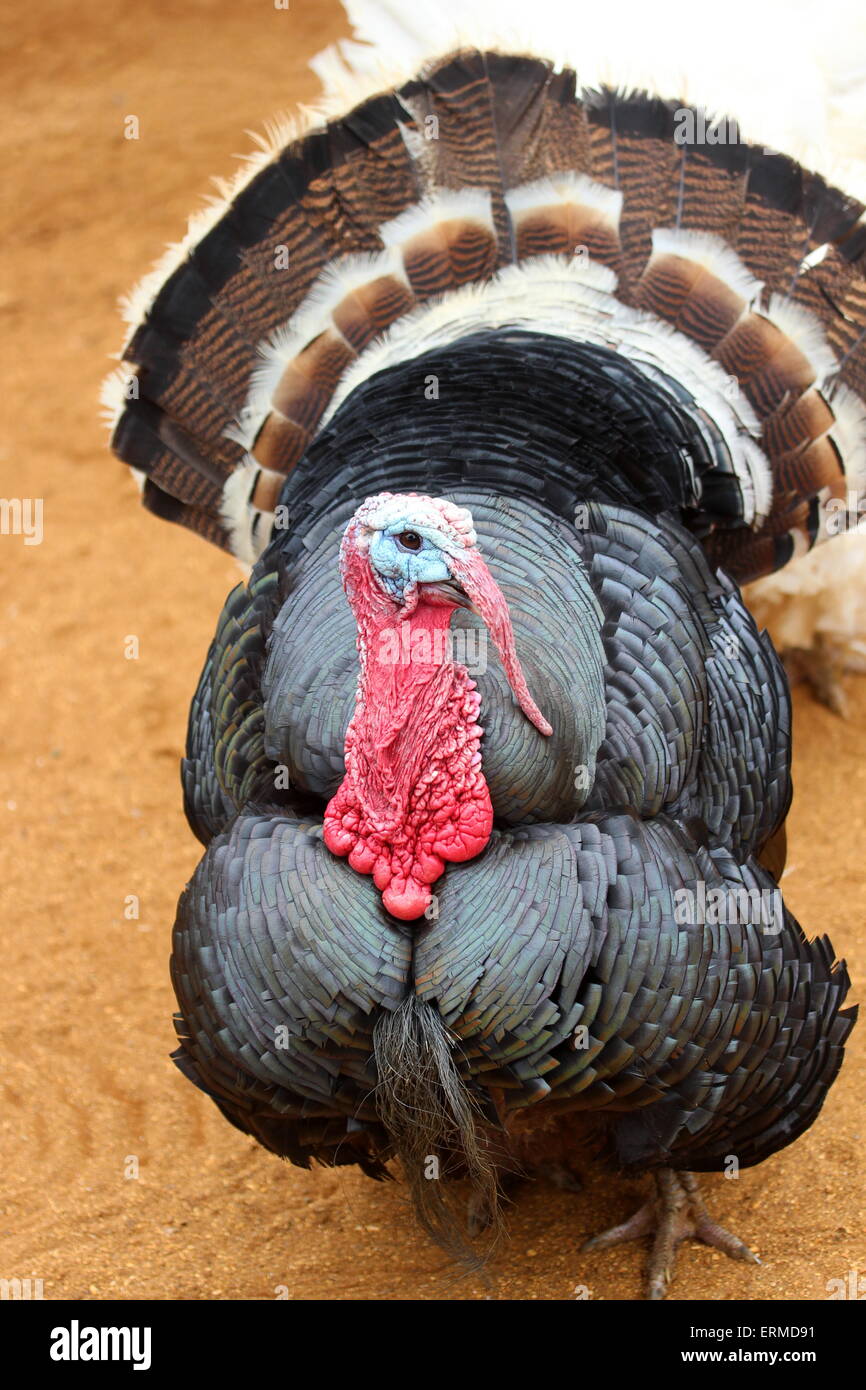 male domesticated turkey Stock Photo - Alamy