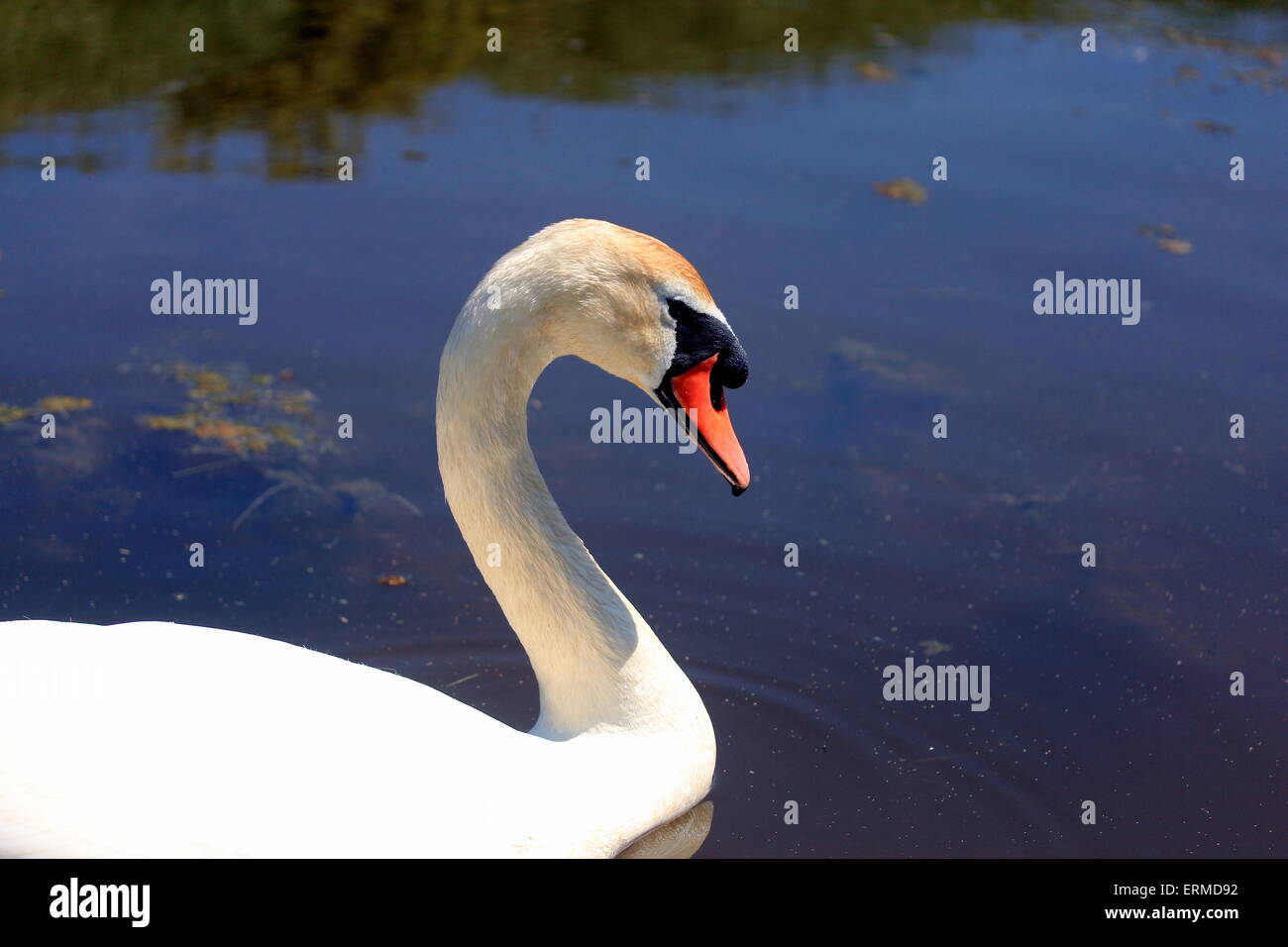 A headshot of a swan Stock Photo - Alamy