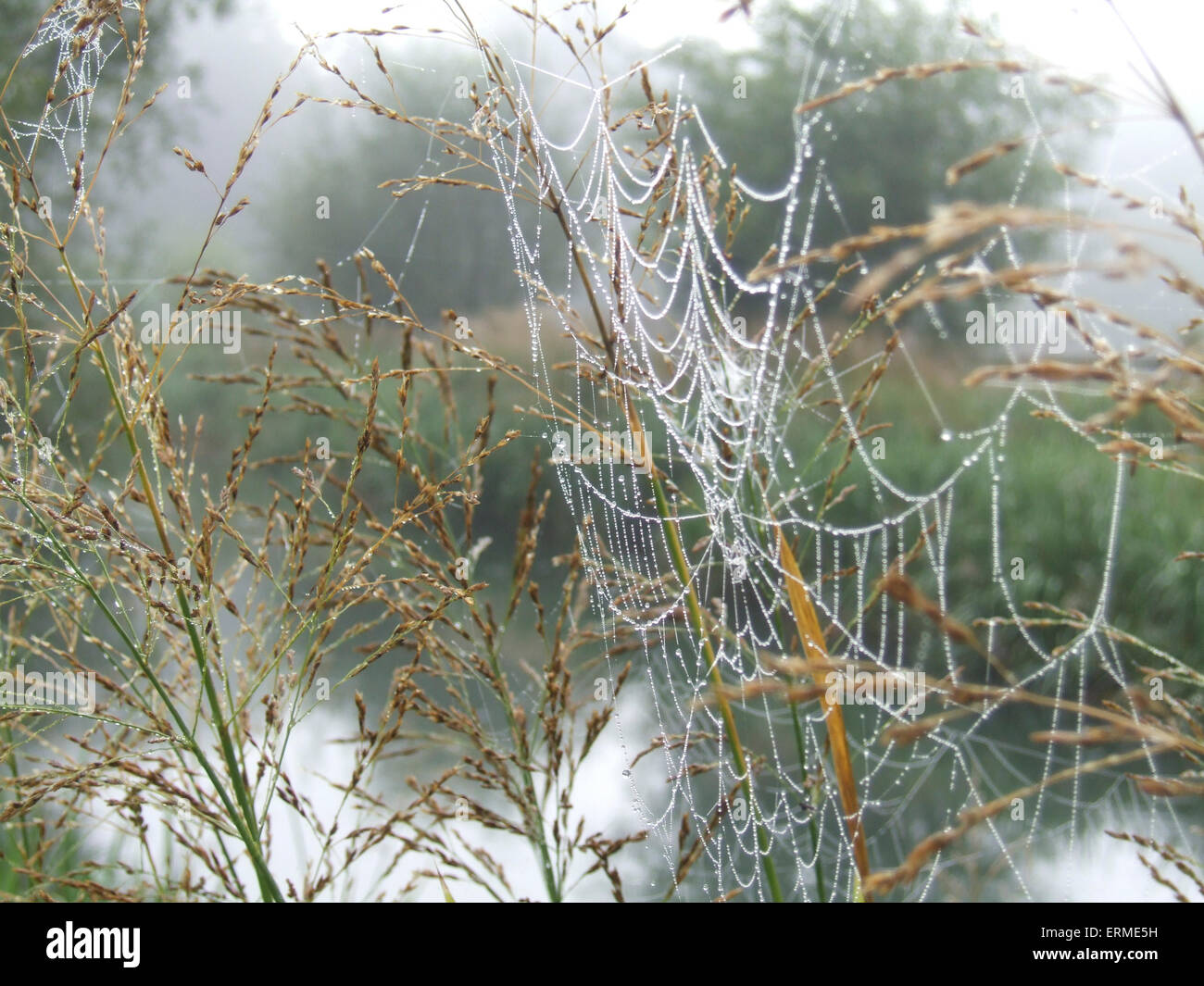 Late summer spiders webs on the banks of the river Colne in the ...