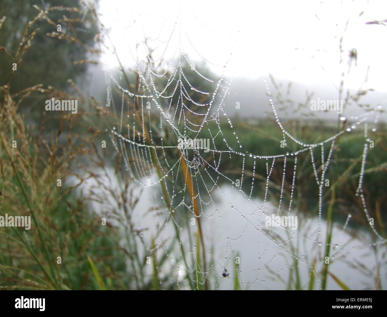 Late summer spiders webs on the banks of the river Colne in the ...
