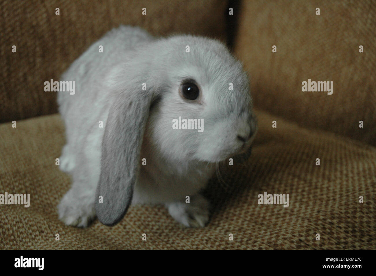 Long eared rabbits hi-res stock photography and images - Alamy