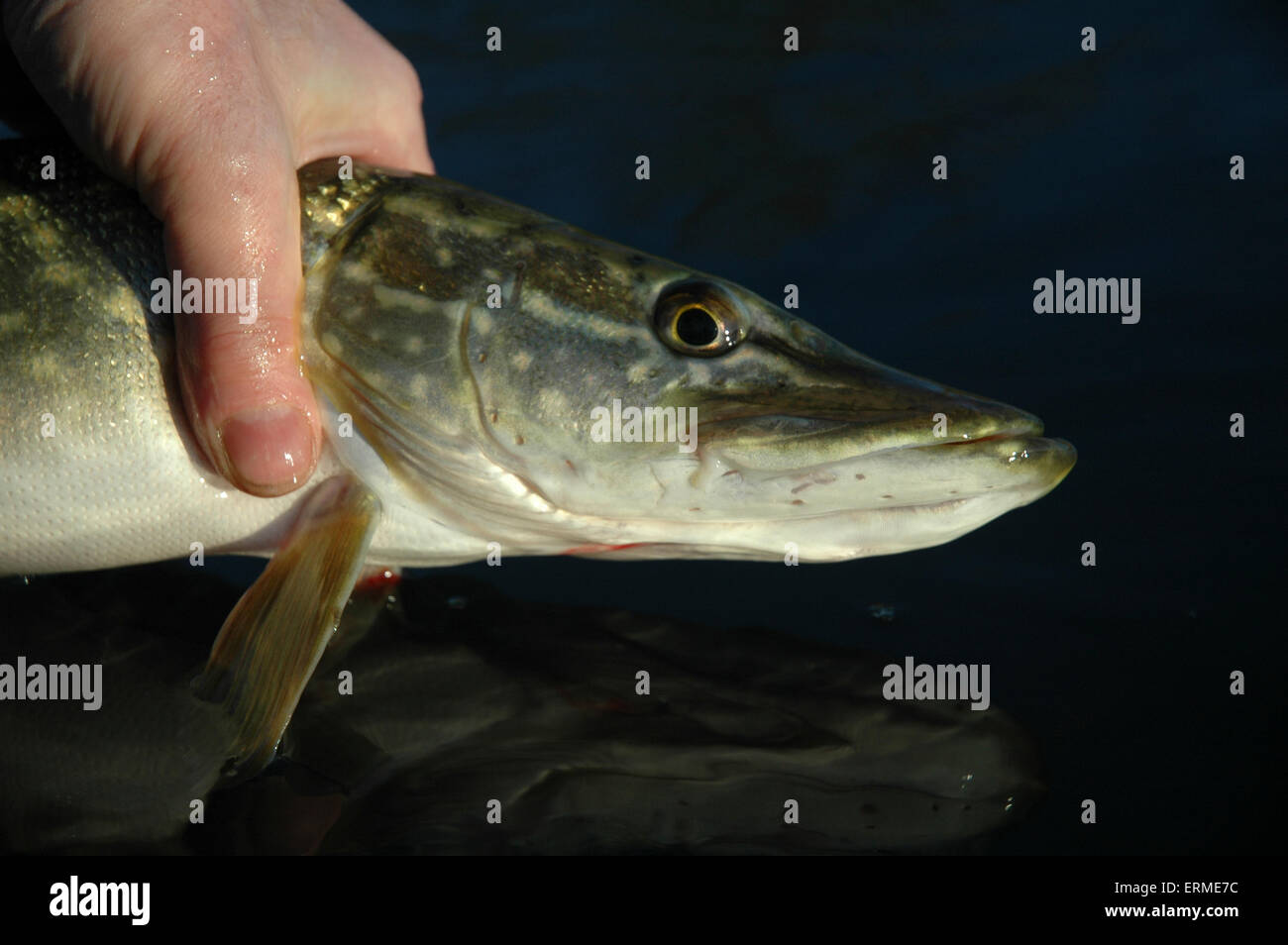 A captured pike is returned to the water Stock Photo - Alamy