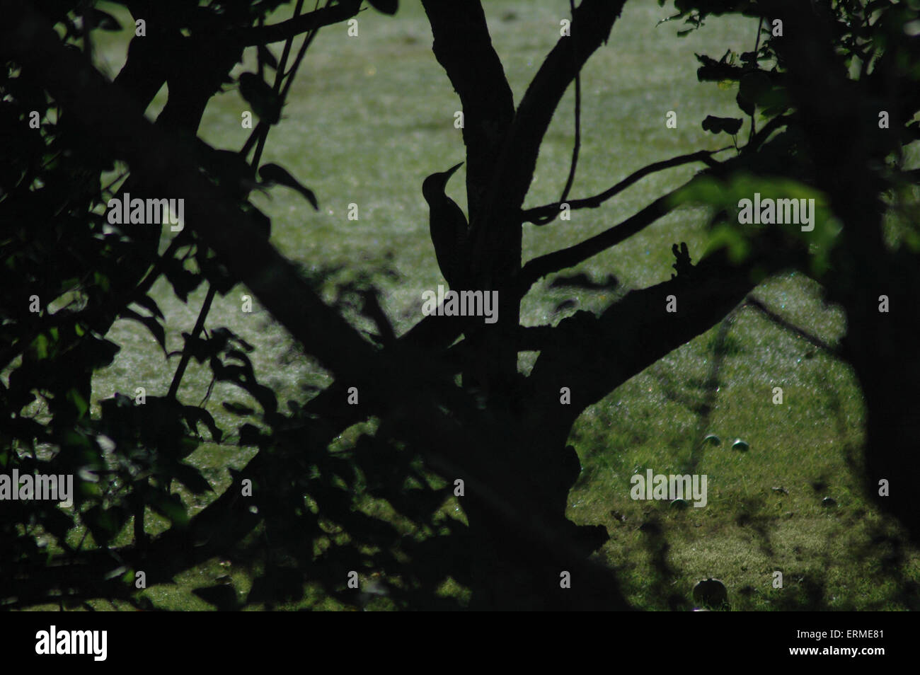 A woodpecker pecks into a tree Stock Photo - Alamy