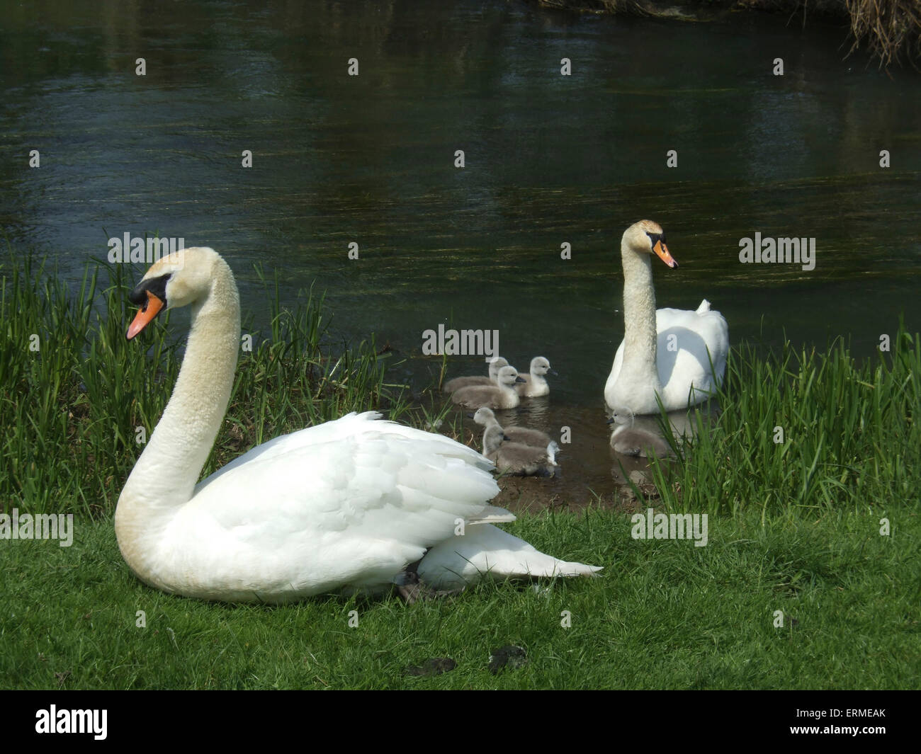A pair of swans with their cygnets in spring Stock Photo - Alamy