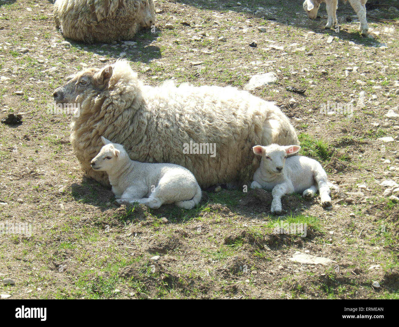 Beautiful sheep farmyard hi-res stock photography and images - Alamy