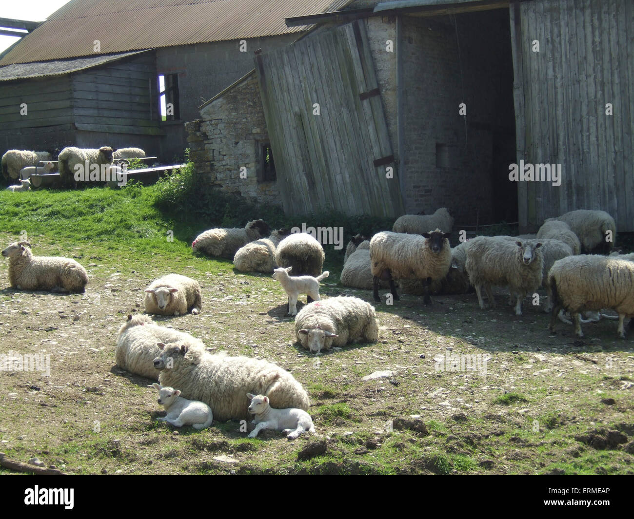 Beautiful sheep farmyard hi-res stock photography and images - Alamy