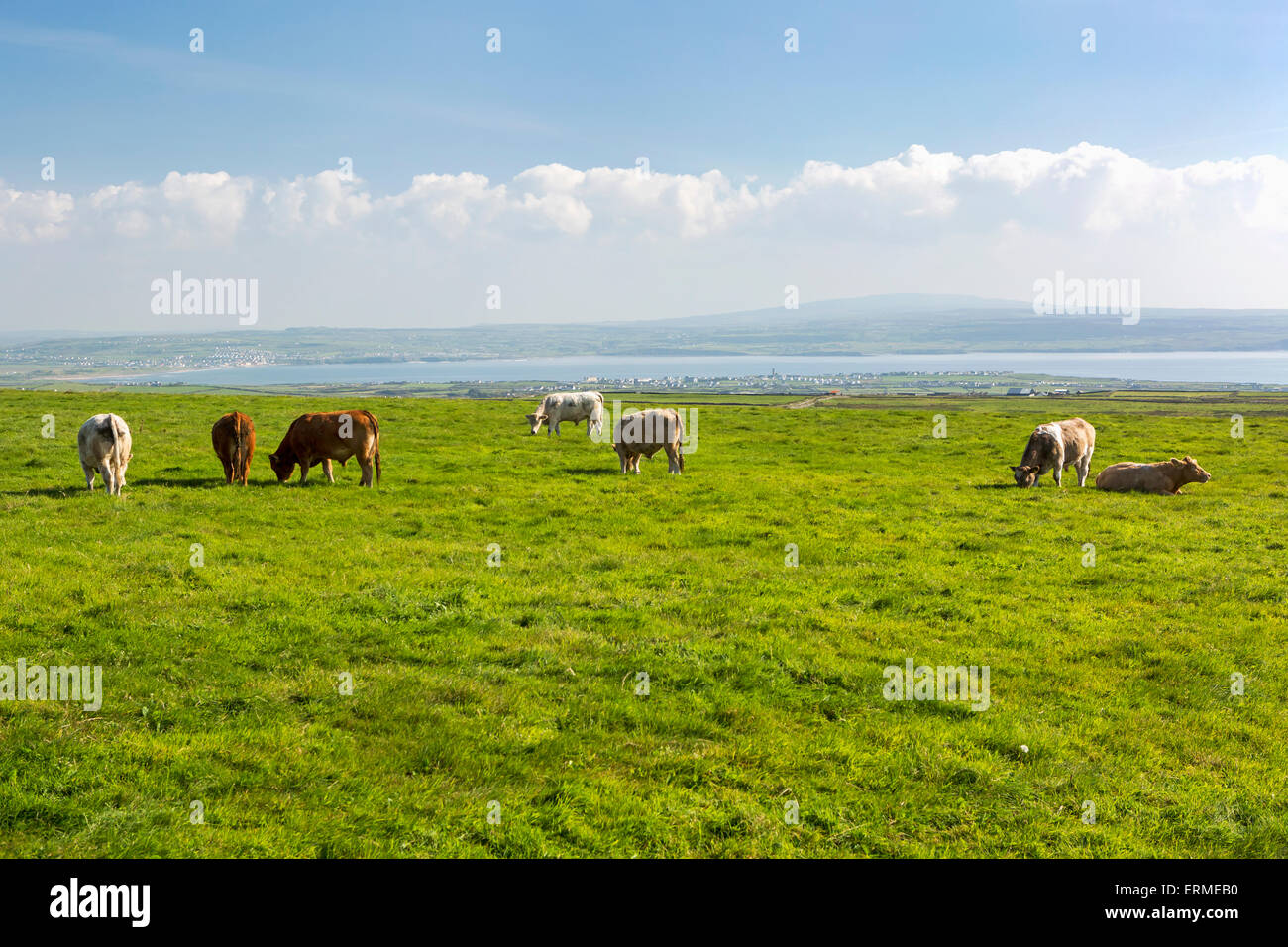Cattle grazing in grass field with bay in the distance and clouds with ...