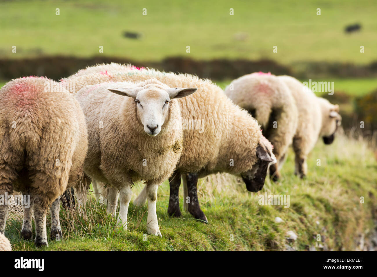 Four sheep ireland hi-res stock photography and images - Alamy